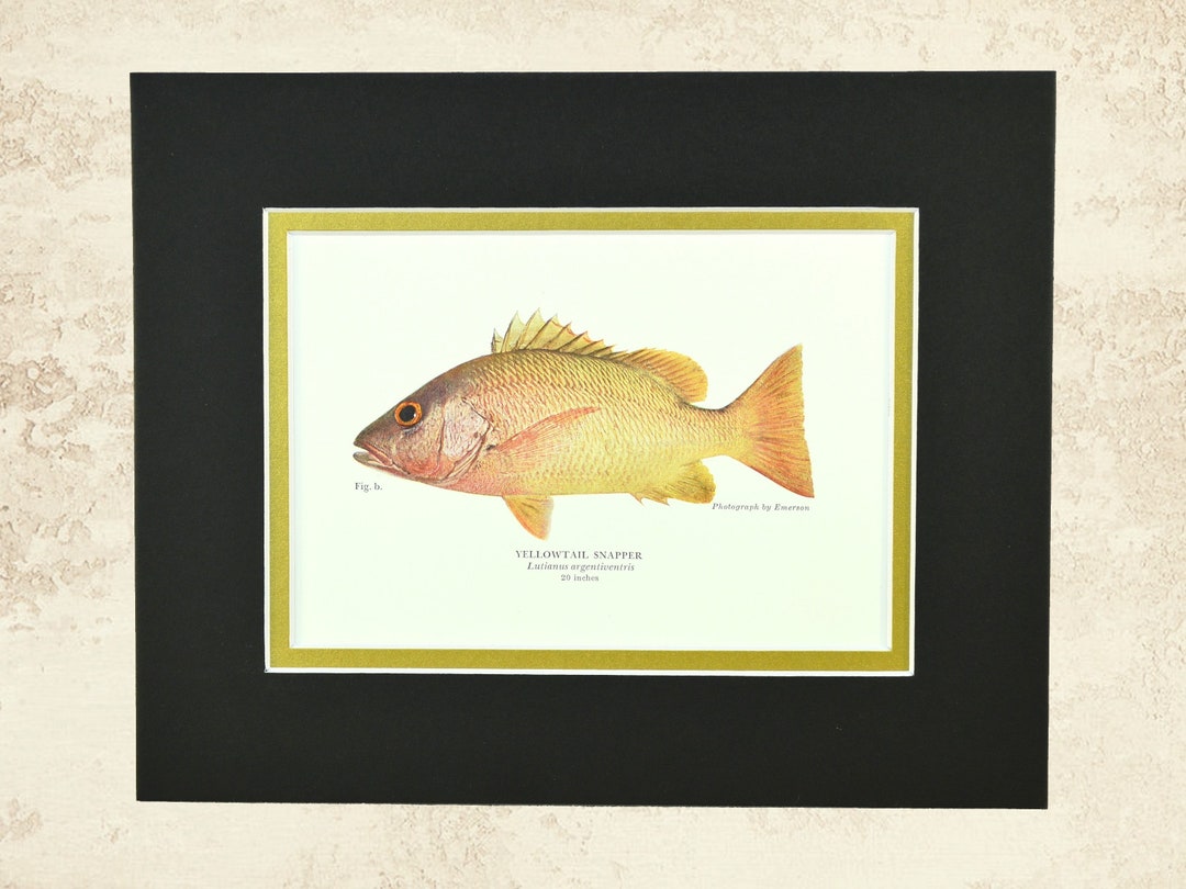 Vintage Snapper Print Frameable Fish Wall Art Yellowtail Fishing Decor ...