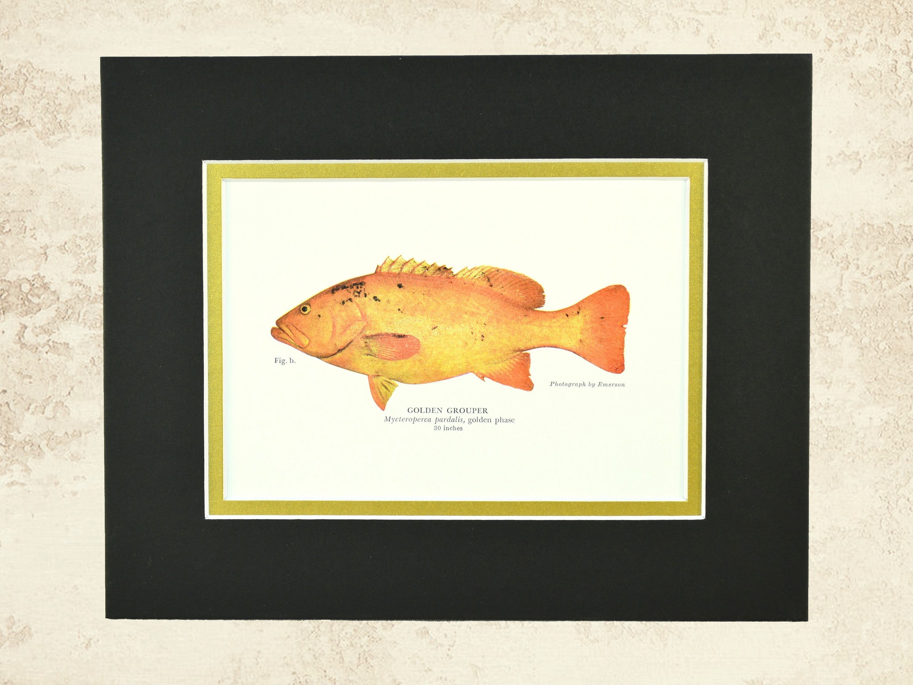 Golden Grouper