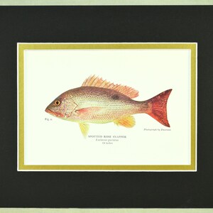 Vintage Red Snapper Print Fish Wall Art Frameable Fishing Decor Spotted ...