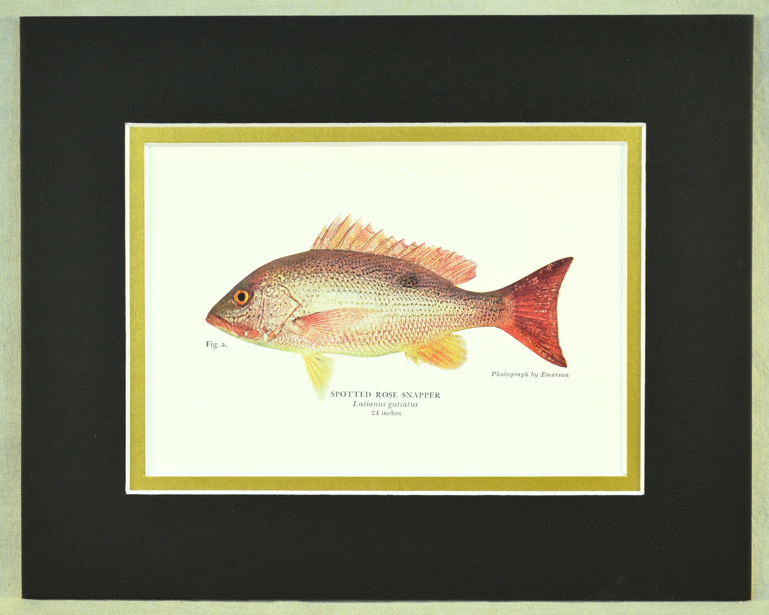Vintage Red Snapper Print Fish Wall Art Frameable Fishing Decor Spotted ...