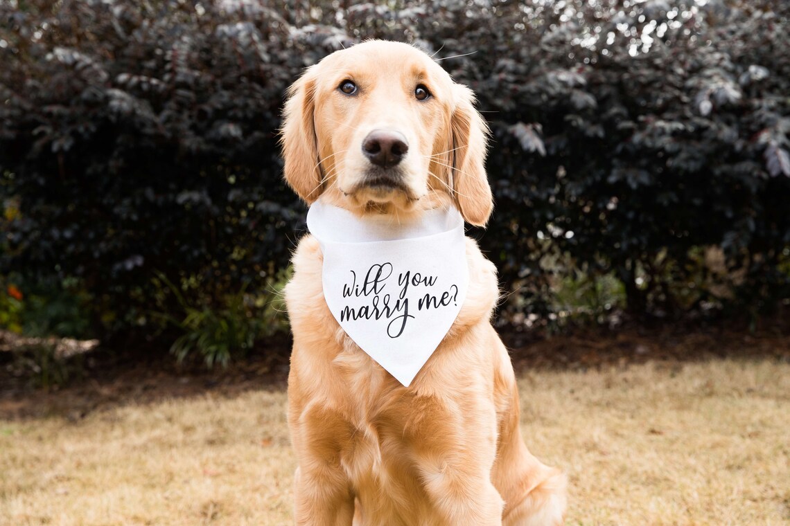 Will You Marry Me Over the Collar Dog Bandana, Cute Dog Proposal Idea ...