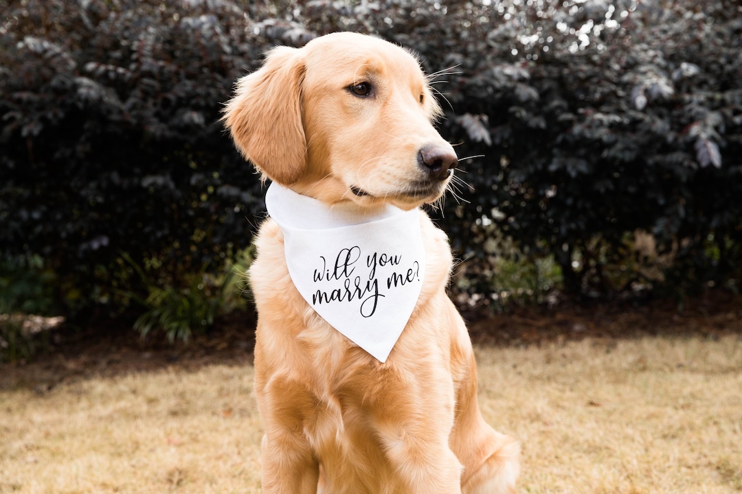 Will You Marry Me Over the Collar Dog Bandana, Cute Dog Proposal Idea ...