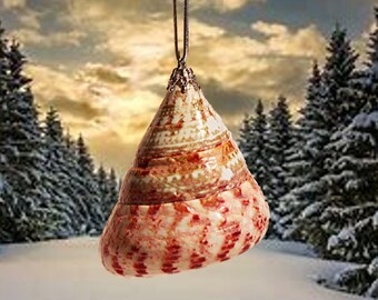 Scaphella Junonia Snail Ornament Juno's Volute & Detailed Shell Black ...