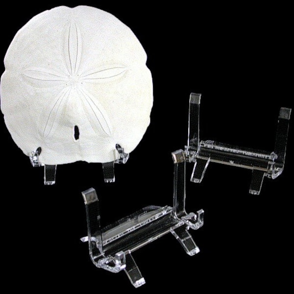 Sea Shell Display - Etsy