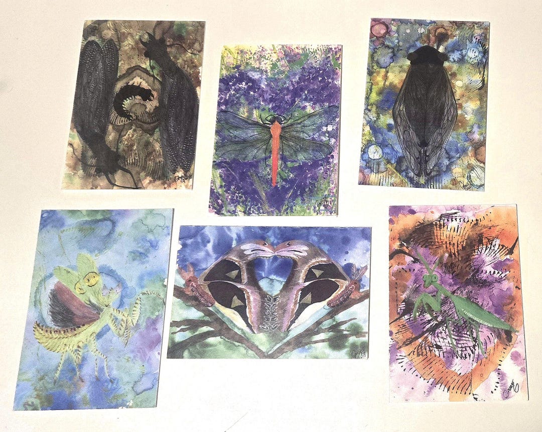 Blank Insect Card Set - Etsy