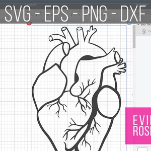 Anatomical Heart SVG File Set - Anatomy Cutting File Set Also Includes ...