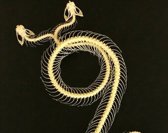 Snake Skeleton Taxidermy - Etsy