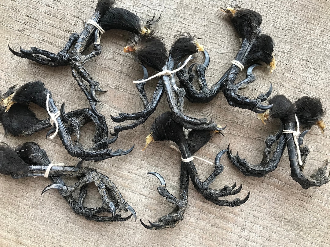 One Pair (2) Crow Feet Foot Talon Claws ~ Taxidermy Fetish Curio Bones ...