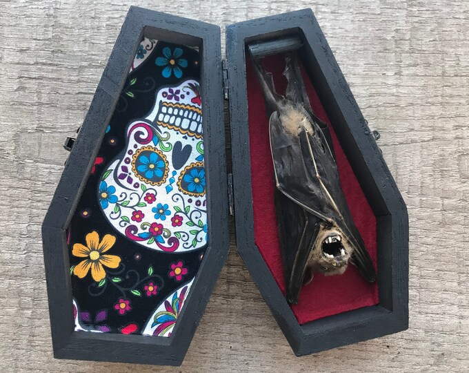 Real Bat Hanging in a Wood Coffin Box Display/genuine Taxidermy Bat ...