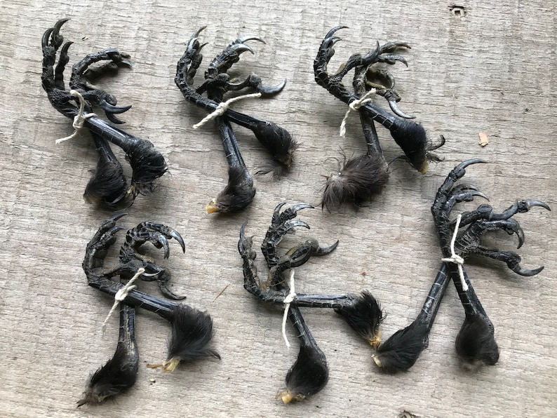 One Pair 2 Crow Feet Foot Talon Claws Taxidermy Fetish - Etsy
