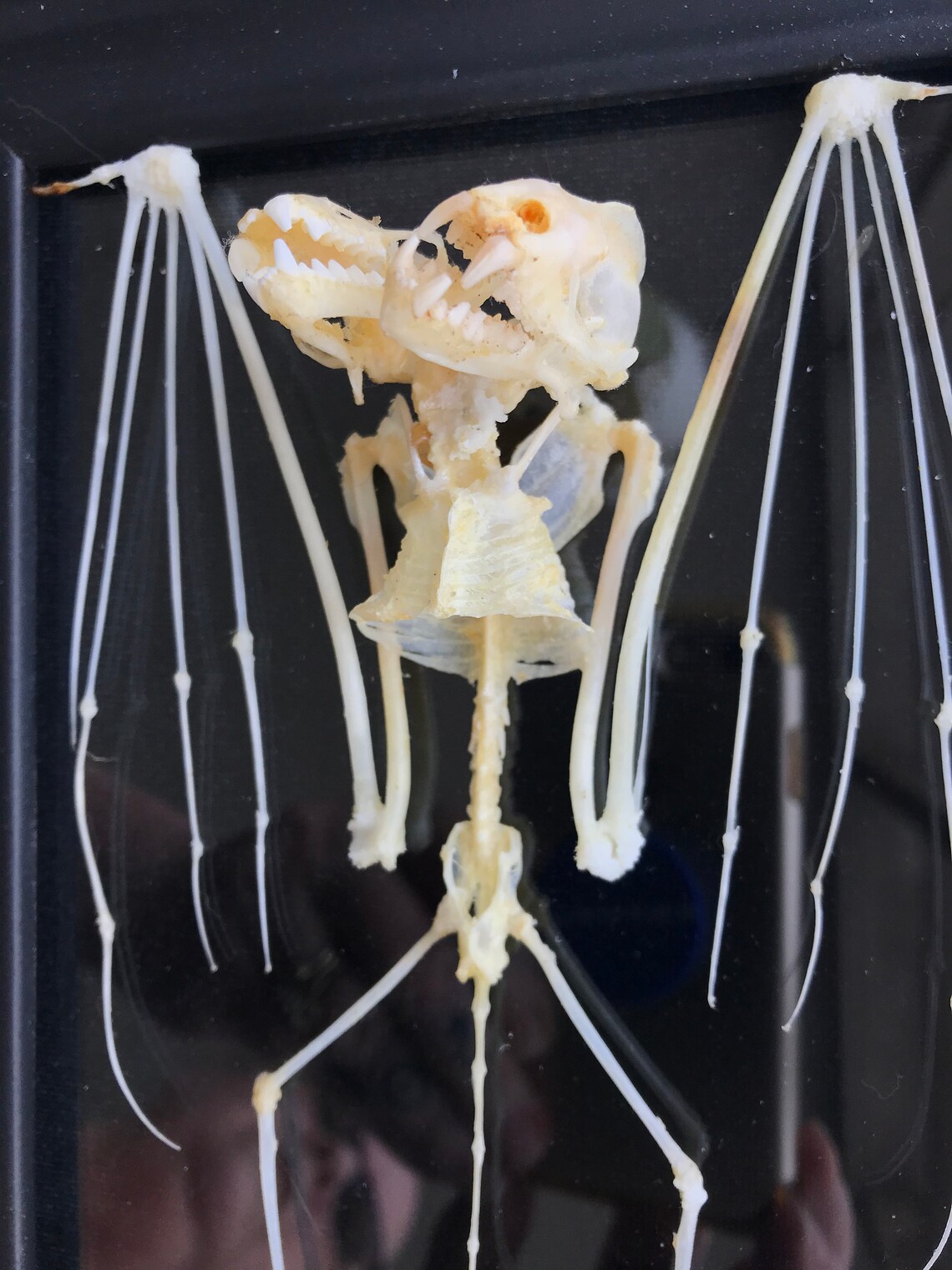 Real 2 Headed Bat Bone Full Skeleton Gaff Taxidermy 3-D Framed | Etsy