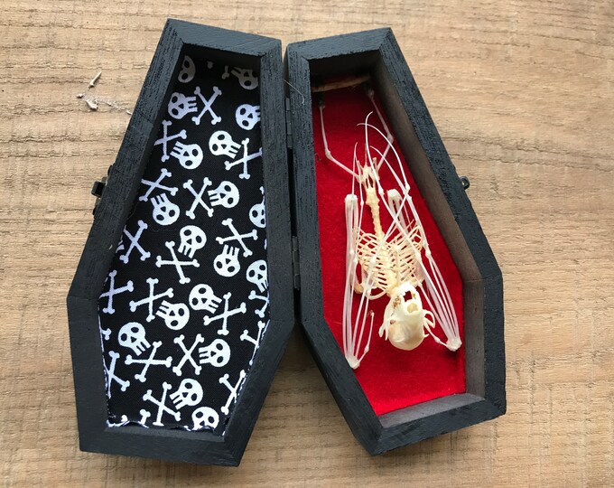 Real Bat Skeleton Hanging in a Wood Coffin Box Display Taxidermy Bat ...