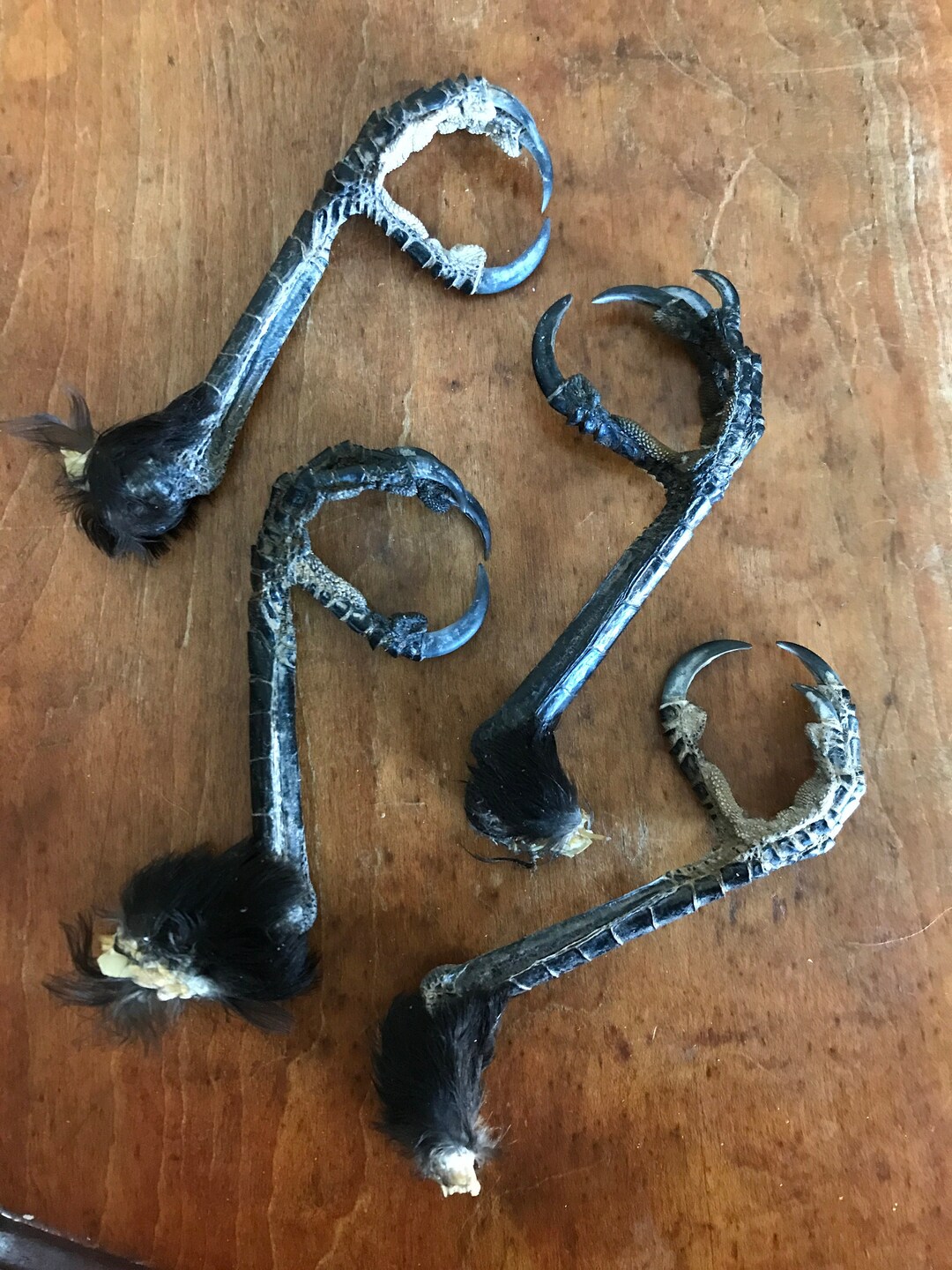 One (1) Single Round Formed Grasping Crow Foot Feet Talon Claw ...