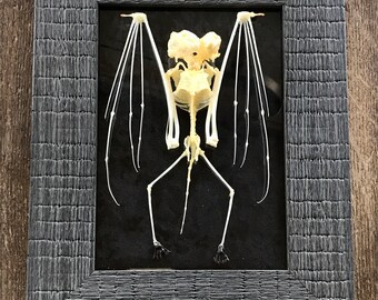 Two Headed Skeleton - Etsy