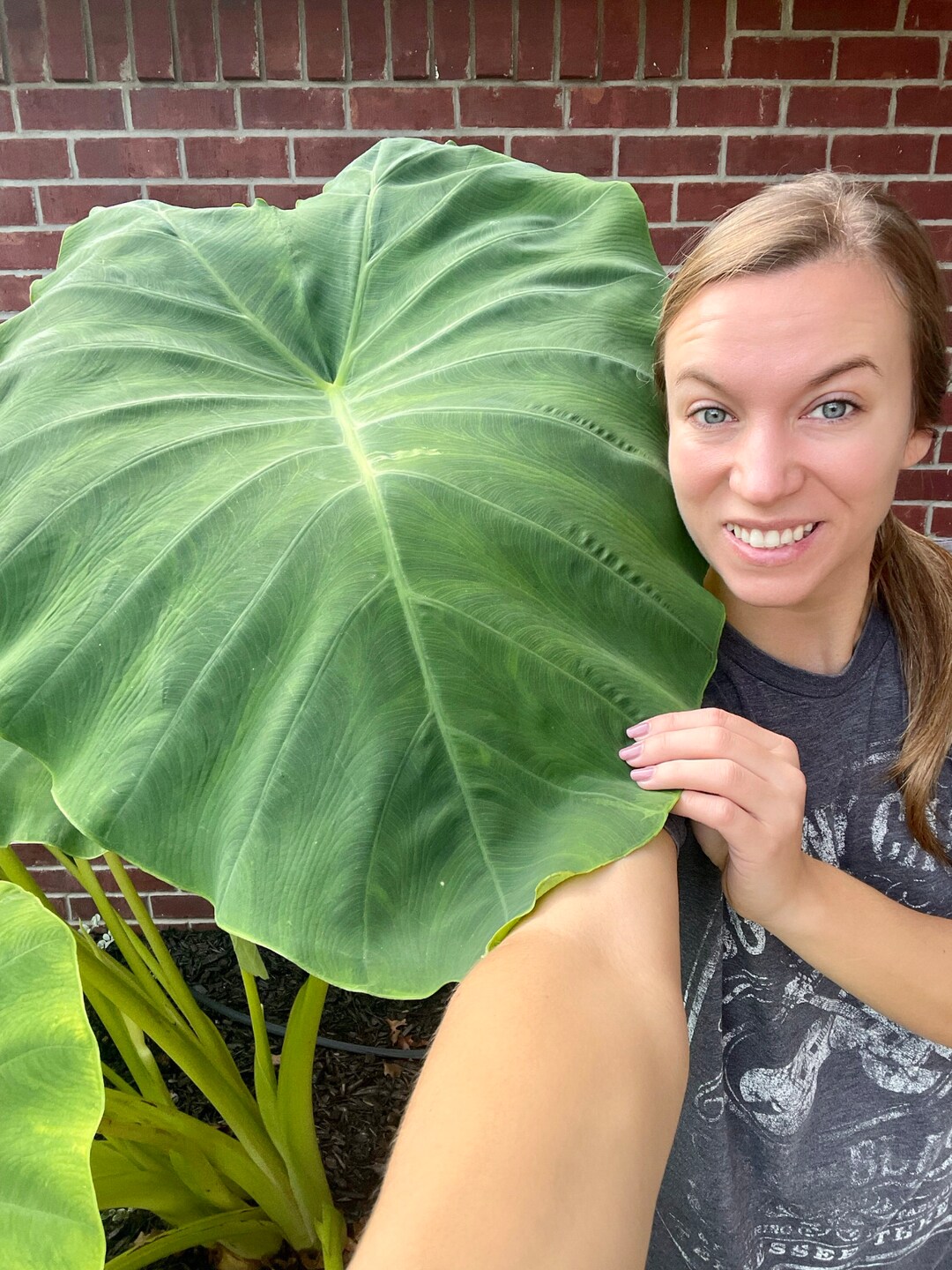 Jumbo Elephant Ear Bulb, Taro, Magnum, Super Mammoth, Giant Colocasia ...