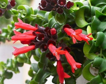 Rasta Twisted Lipstick Plant Cuttings - Etsy