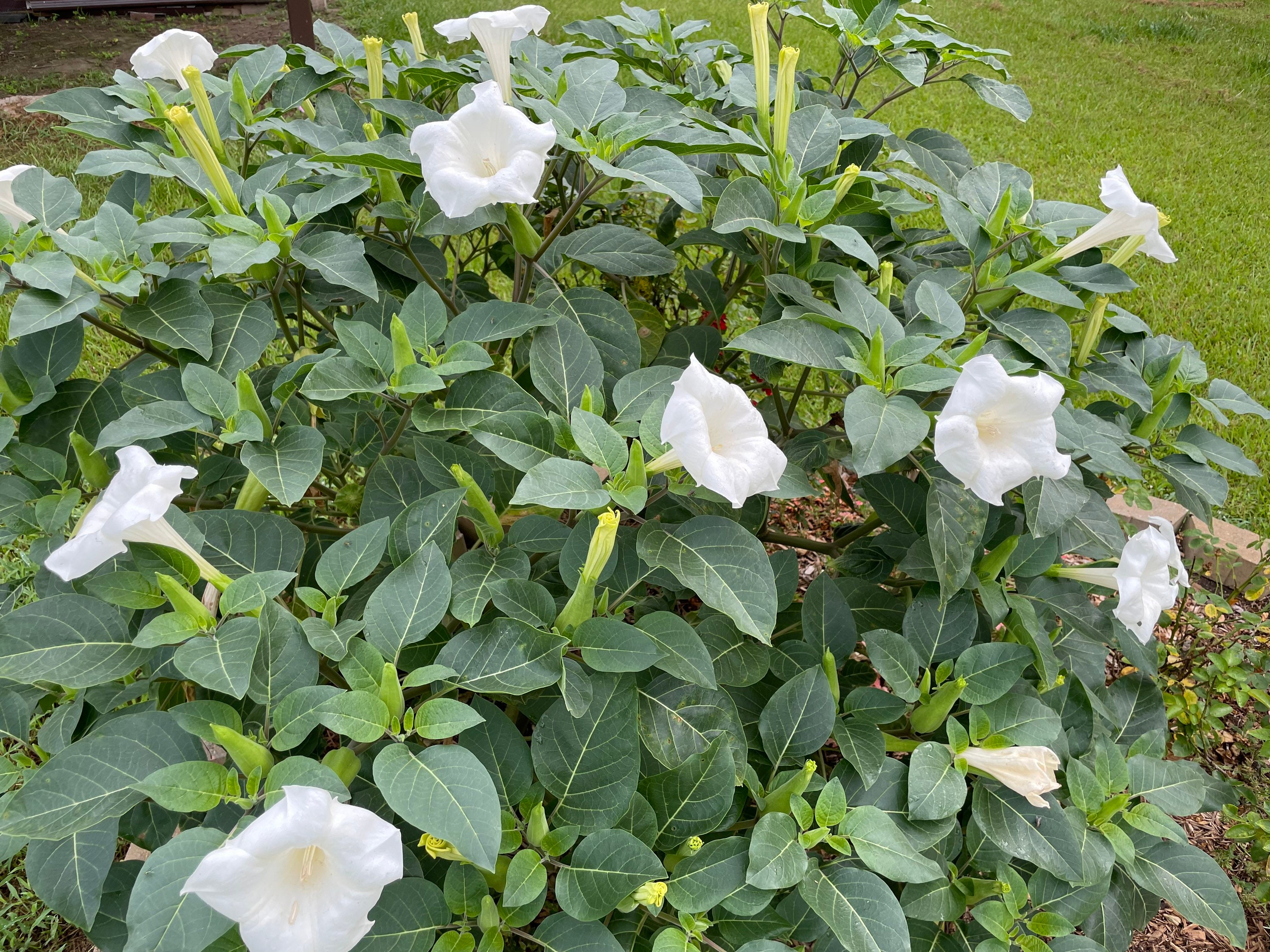 Datura Metel