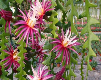 Ric Rac Fishbone Cactus 4" & 6" - Etsy