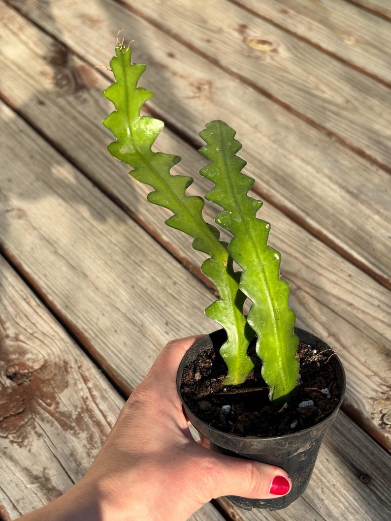Fishbone Cactus, Zig Zag Cactus, Epiphyllum, Disocactus Anguliger, Rick ...