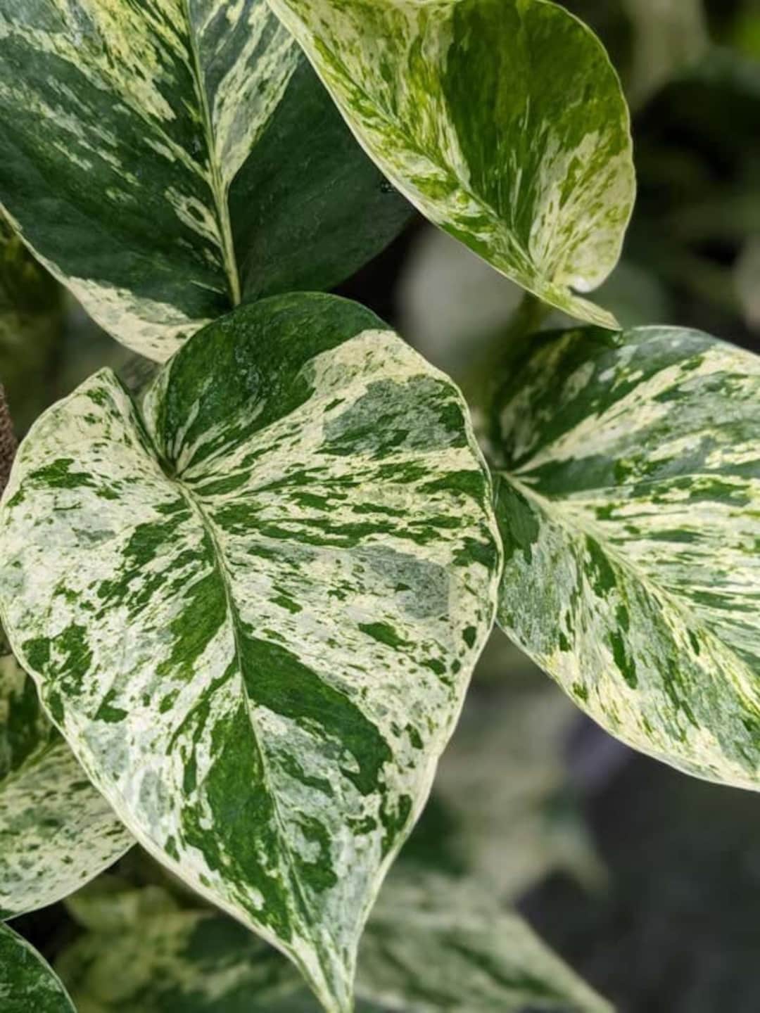 Marble Queen Pothos Epipremnum Aureum, Rare, Vining Ivy, Variegated ...
