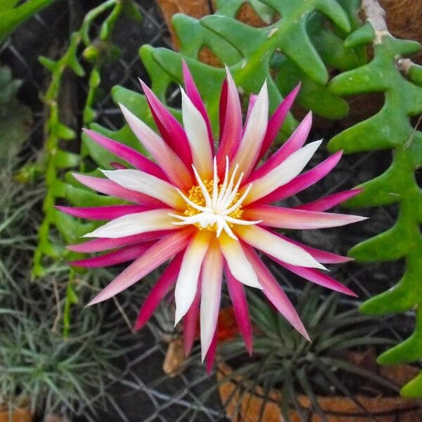 Ric Rac Flower - Etsy