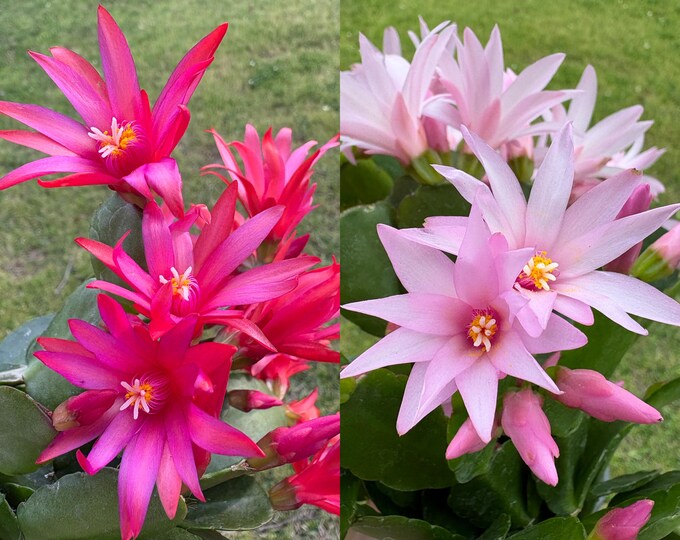 Spring Cactus, Easter Cactus, Schlumbergera Gaertneri , Rhipsalidopsis ...