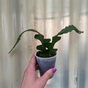 Fishbone Cactus, Zig Zag Cactus, Epiphyllum, Disocactus Anguliger, Rick ...