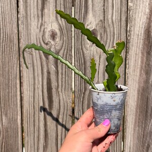 Fishbone Cactus, Zig Zag Cactus, Epiphyllum, Disocactus Anguliger, Rick ...