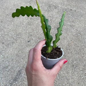 Fishbone Cactus, Zig Zag Cactus, Epiphyllum, Disocactus Anguliger, Rick ...