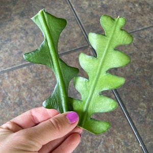 Fishbone Cactus, Zig Zag Cactus, Epiphyllum, Disocactus Anguliger, Rick ...