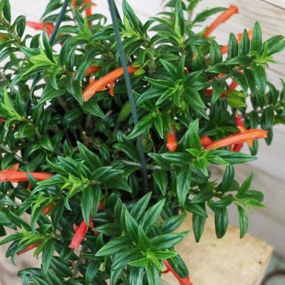 Orange Goldfish Plant, Rare House Plant, Columnea, Lipstick Plant, Live ...