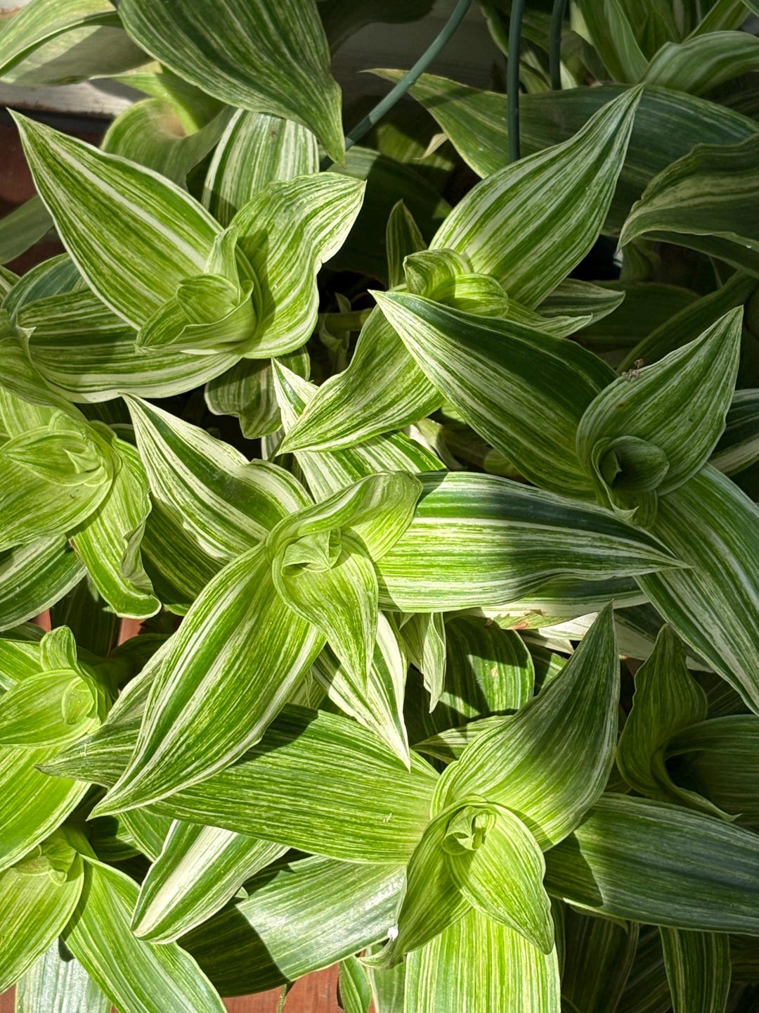 Callisia Fragrans Variegata Basket Plant Spiderwart False Bromeliad - Etsy
