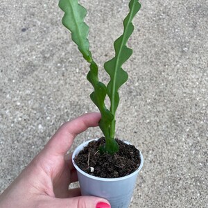 Fishbone Cactus, Zig Zag Cactus, Epiphyllum, Disocactus Anguliger, Rick ...