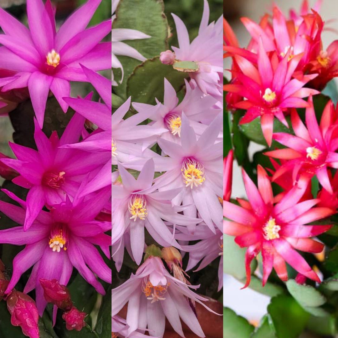 Spring Cactus, Easter Cactus, Schlumbergera Gaertneri , Rhipsalidopsis ...