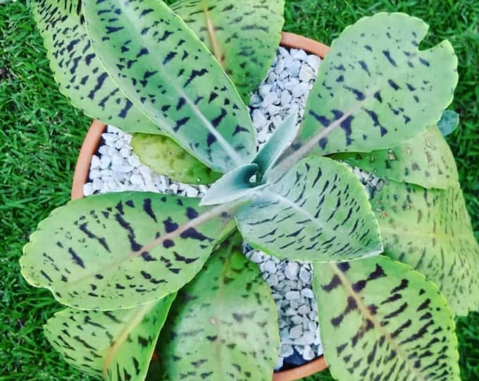 Donkey Ear Kalanchoe Gastonis Bonnieri Live Rooted Plant Multiplying ...