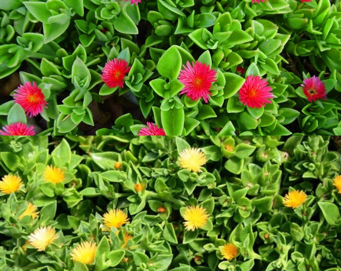 Baby Sun Rose “mezoo Mezzo” Ice Plant (mesembryanthemum Crystallinum ...