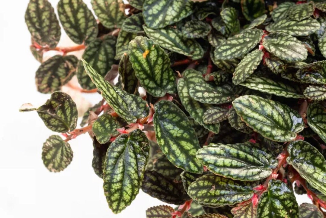 Pellionia Pulchra Trailing Watermelon Vine, Rainbow Vine, Polynesian ...