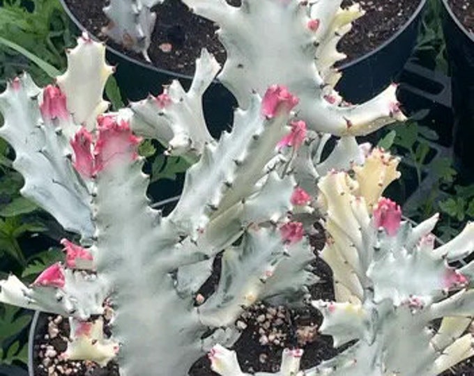 Ghost Cactus, White Variegated Euphorbia Lactea, Rare Cactus, Albo ...