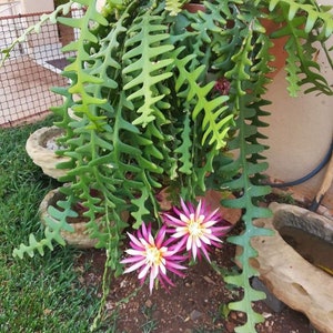 Fishbone Cactus, Zig Zag Cactus, Epiphyllum, Disocactus Anguliger, Rick ...