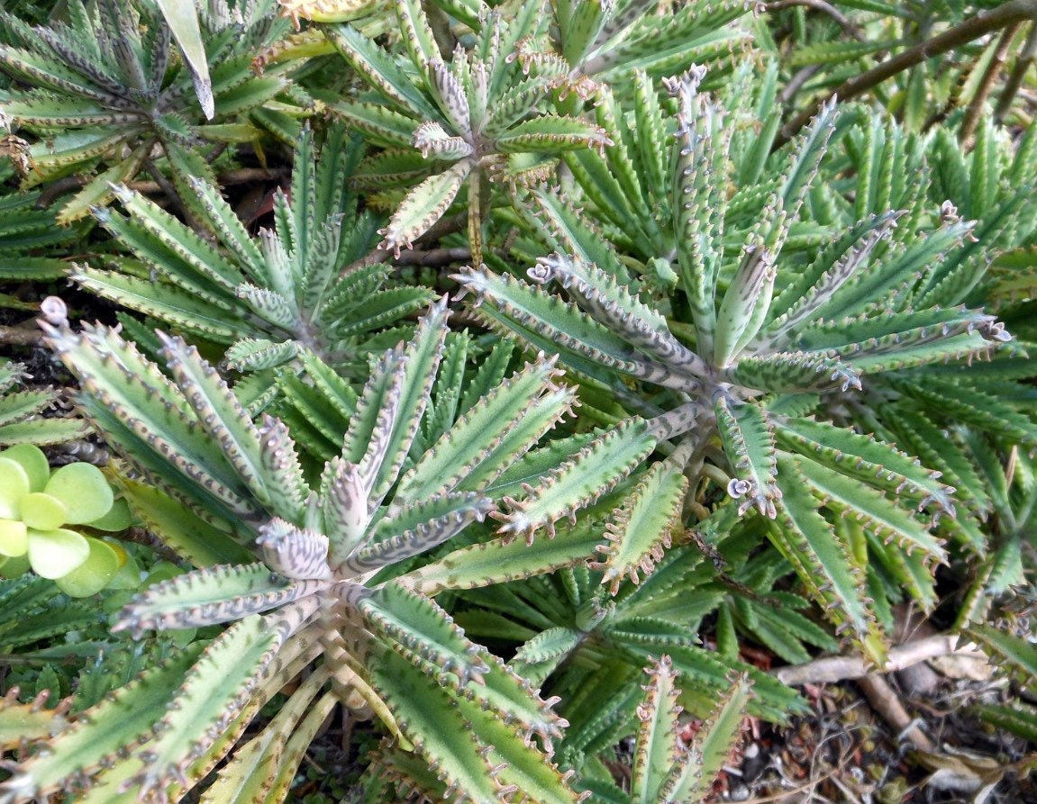 Alligator Cactus, Mother of Thousands/millions, Rooted Kalanchoe ...