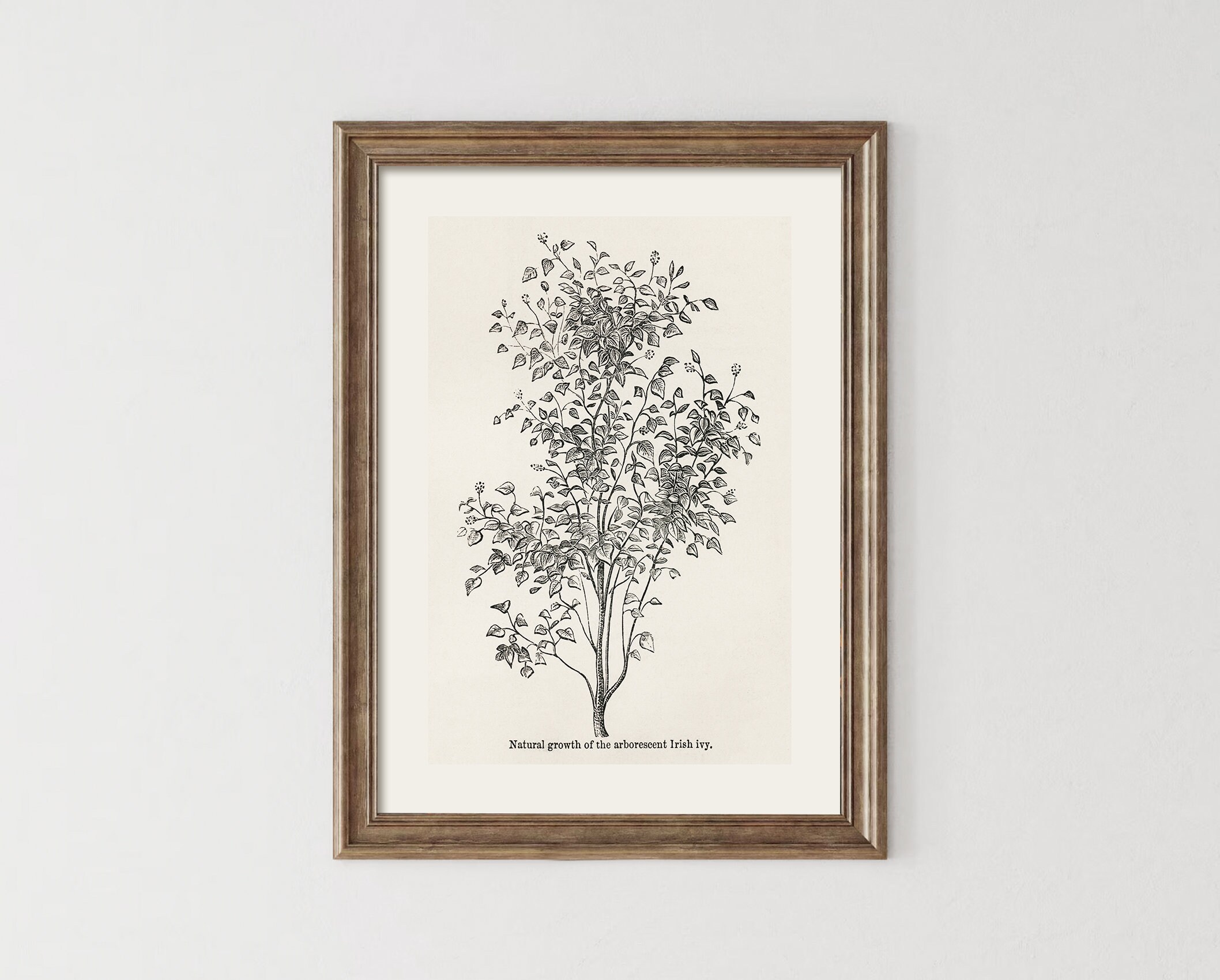 Vintage Tree Sketch . Rustic Tree Drawing . Neutral Botanical Print ...