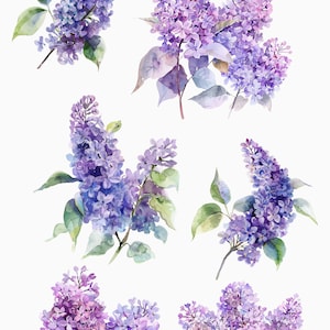 Watercolor Lilac Clipart - Watercolor Floral Clipart Png - Purple Lilac ...