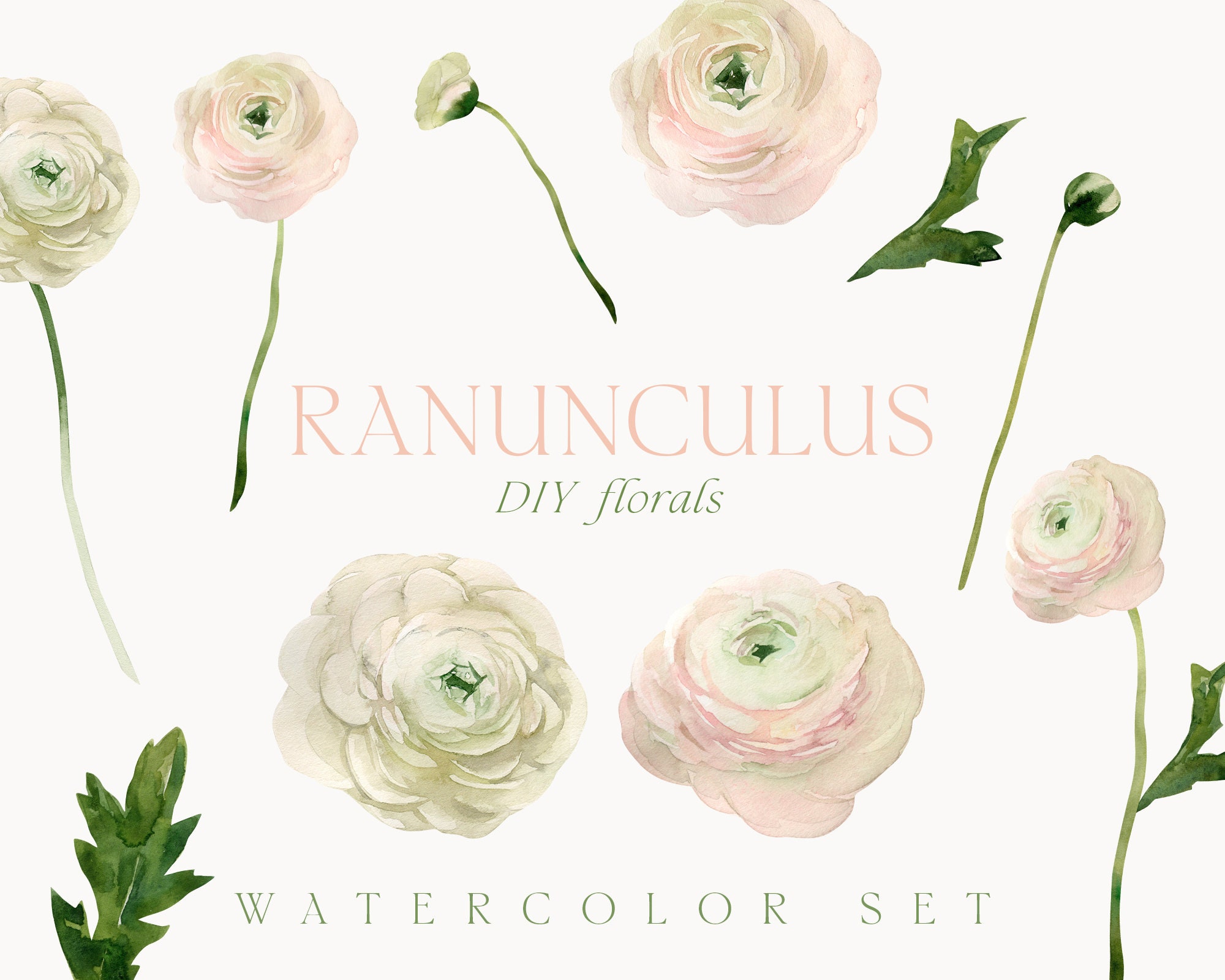 Ranunculus Watercolor
