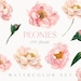 Watercolor Peonies Clipart | Spring Flower, Floral Bouquet, Pink, Red ...