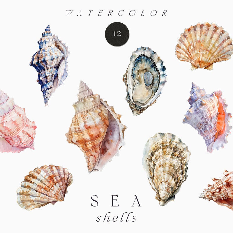 Conch Shell Art - Etsy