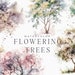 Watercolor Flowering Trees Clipart Png - Watercolor Summer Blossom Tree ...