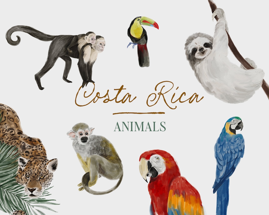 Jungle Animals Clipart Png - Watercolor Tropical Animals Clipart Png ...