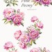 Watercolor Pink Peony Clipart Watercolor Floral Clipart Pink Peony ...