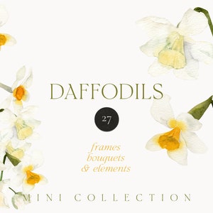 Watercolor Daffodils Png Clipart - Daffodil Flowers Clipart - Spring ...