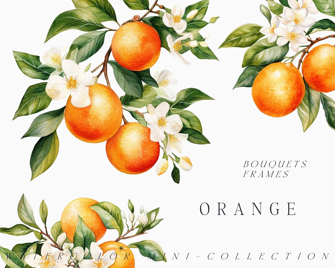 Watercolor Orange Clipart - Watercolor Oranges Png - Orange Twig ...